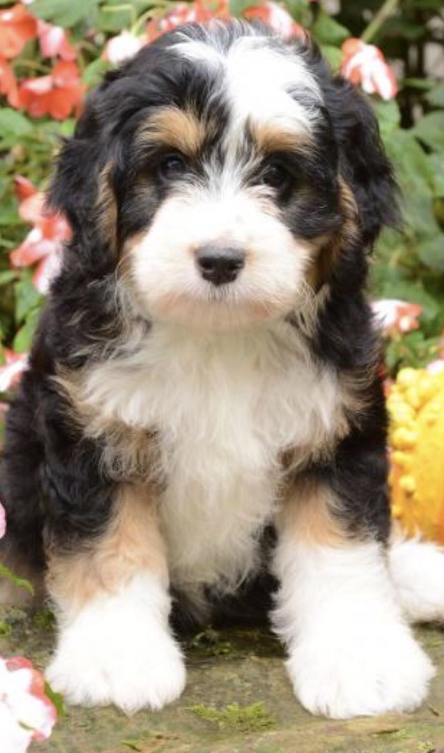 Skye - Bernedoodle - Sierra Springs Australian Doodles